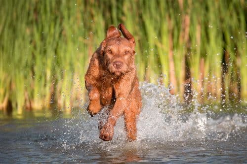 11 Athletic Dog Breeds Built For Speed And Agility - iHeartDogs.com