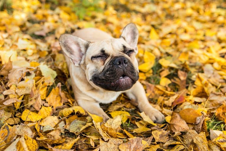 13 Silly Dog Breeds That Express Themselves in Hilarious Ways ...