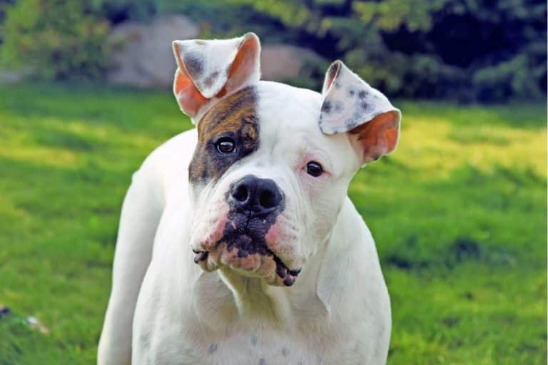 13 Spotted Dog Breeds That Always Stand Out - iHeartDogs.com