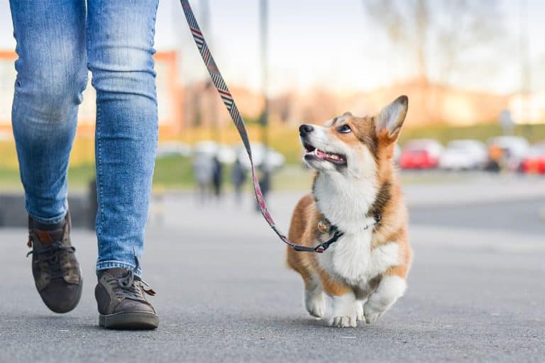 Different Types of Dog Leashes, Collars & Harnesses Explained ...