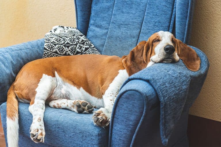 11 Mellow Dog Breeds That Keep Things Calm - iHeartDogs.com