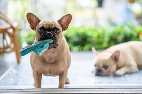 15 Reasons Dogs Carry Stuff Around - iHeartDogs.com