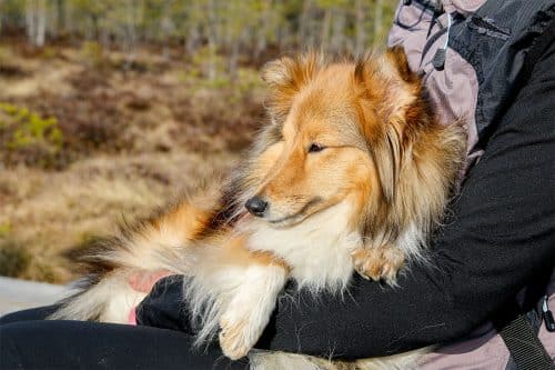 11 Fluffiest Dog Breeds You Can’t Resist - iHeartDogs.com