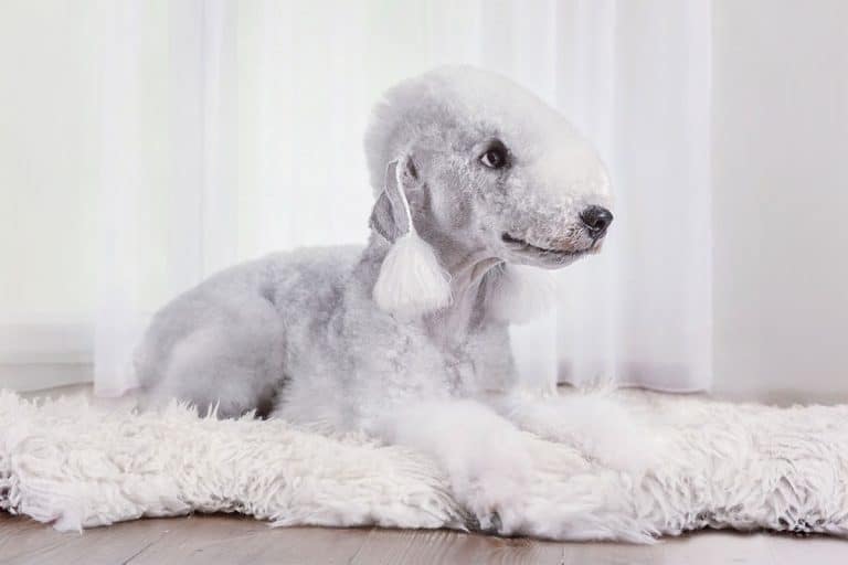 13 Low-Shedding Dog Breeds For Clean Homes - iHeartDogs.com