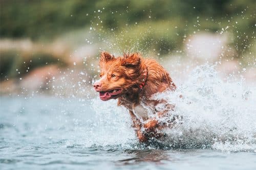 13 Nature-Loving Dog Breeds Who Thrive In Woods And Water - iHeartDogs.com