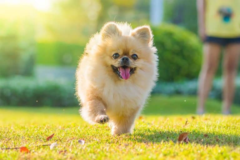 13 Fluffy Dog Breeds That Are Pure Cuteness - iHeartDogs.com