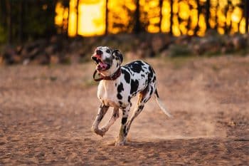 13 Funny Dog Breeds That Make You Laugh - iHeartDogs.com