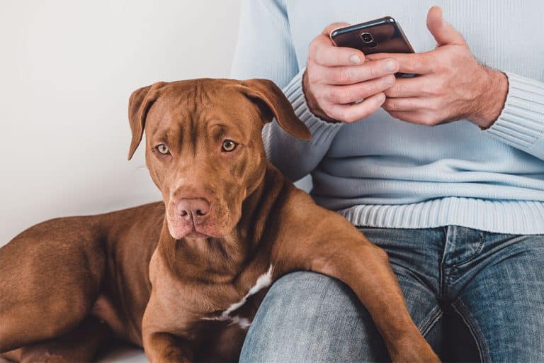 11 Faithful Dog Breeds That Stick With You Through Everything ...