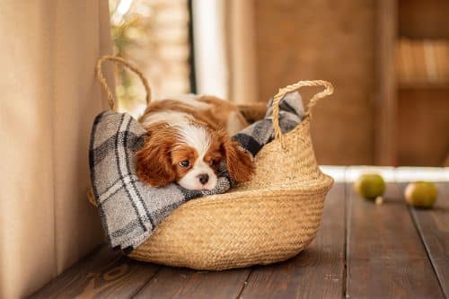 9 Peaceful Dog Breeds That Embrace Quiet Moments - iHeartDogs.com