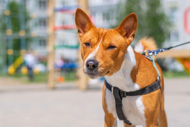 11 Stubborn Dog Breeds That Test Your Patience Daily - iHeartDogs.com