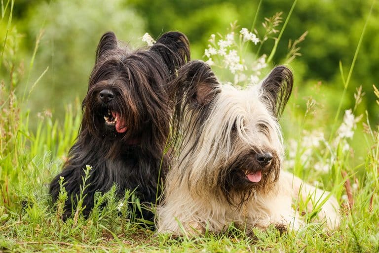 13 Short-Legged Dog Breeds That Are Close to the Ground, Big on Charm ...