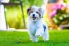 11 Best Soft Dog Treats - iHeartDogs.com