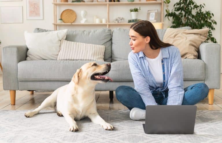 These 31 Early Amazon Pet Day Dog Deals Are Available Right NOW ...