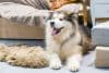 15 Enchanting Dog Breeds That Feel Like Magic - iHeartDogs.com
