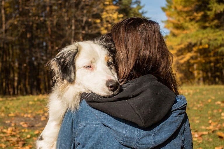 13 Best Dog Breeds For Emotional Support And Comfort - iHeartDogs.com