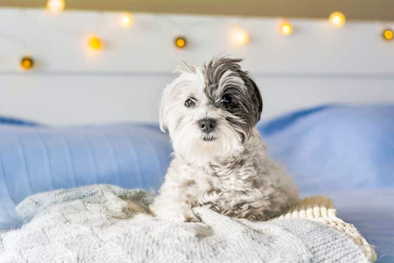 11 Mellow Dog Breeds That Keep Things Calm - iHeartDogs.com