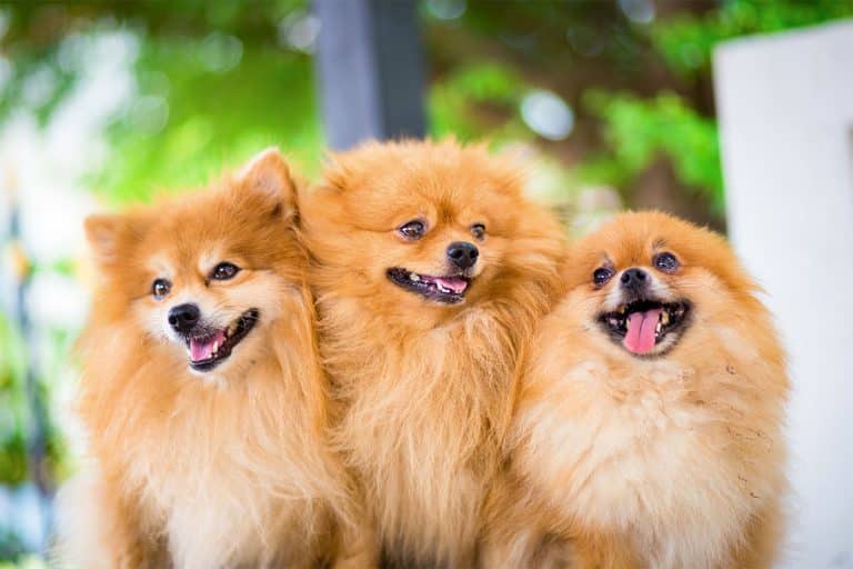 13 Playfully Chaotic Dog Breeds That Thrive on Drama - iHeartDogs.com