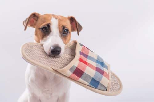15 Reasons Dogs Carry Stuff Around - iHeartDogs.com
