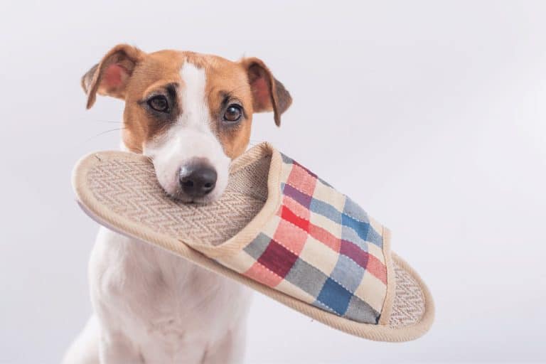 15 Reasons Dogs Carry Stuff Around - iHeartDogs.com