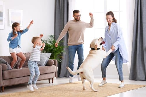 13 Compassionate Dog Breeds That Are Perfect for Families - iHeartDogs.com