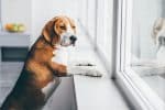 15 Facts About How Dogs Understand Time - iHeartDogs.com