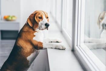 15 Facts About How Dogs Understand Time - iHeartDogs.com
