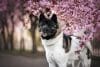 Have You Tried Living With These 15 Bold Dog Breeds? - iHeartDogs.com