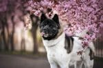 Have You Tried Living With These 15 Bold Dog Breeds? - iHeartDogs.com