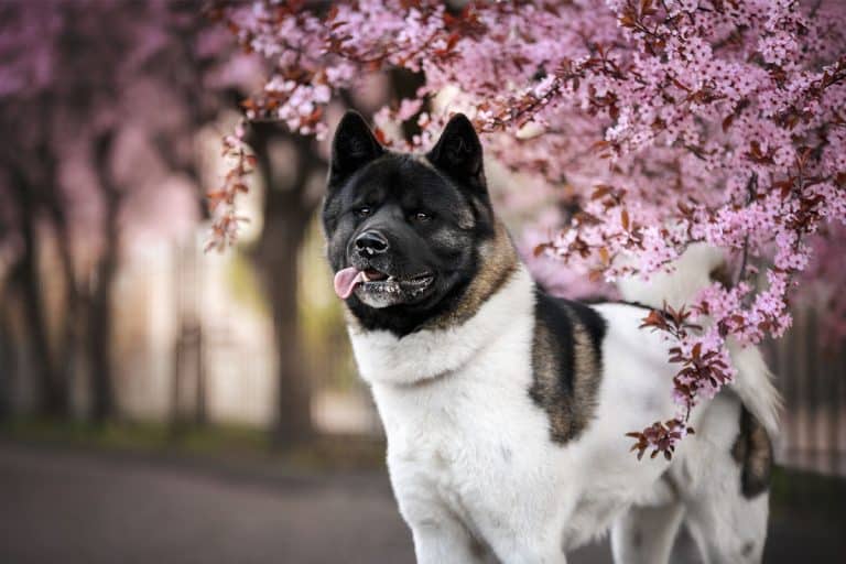15 Fierce Dog Breeds With Strong Guarding Instincts - iHeartDogs.com