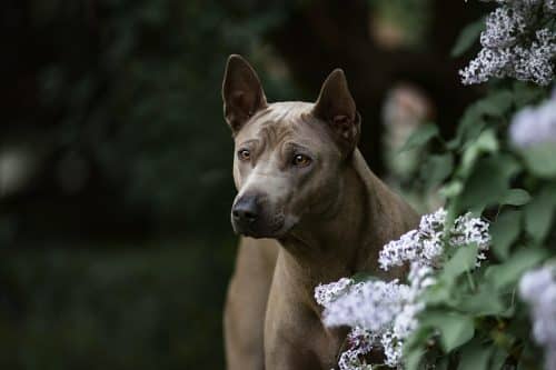 13 Mysterious Dog Breeds You’ve Probably Never Heard Of - iHeartDogs.com