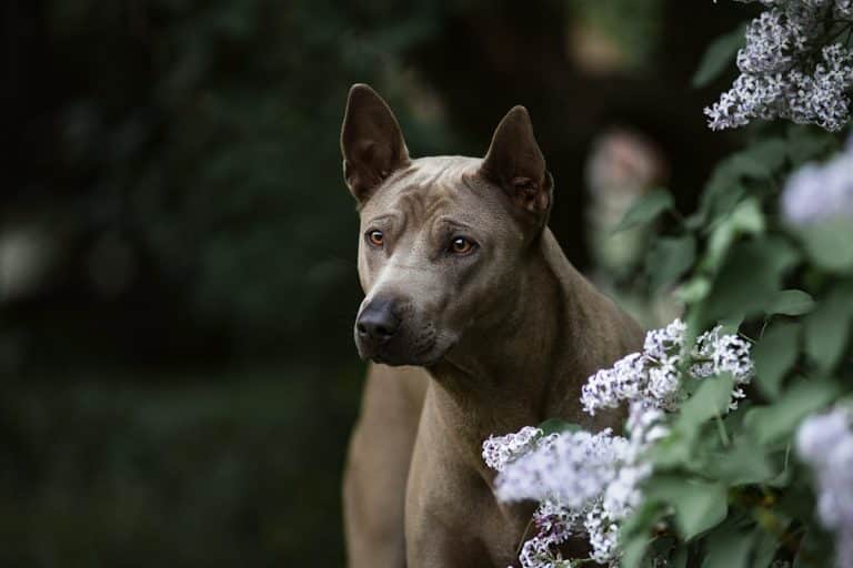 13 Mysterious Dog Breeds You’ve Probably Never Heard Of - iHeartDogs.com