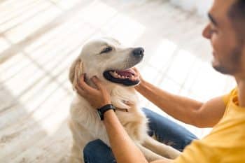 9 Reasons Dogs Bring You Their Toys - iHeartDogs.com
