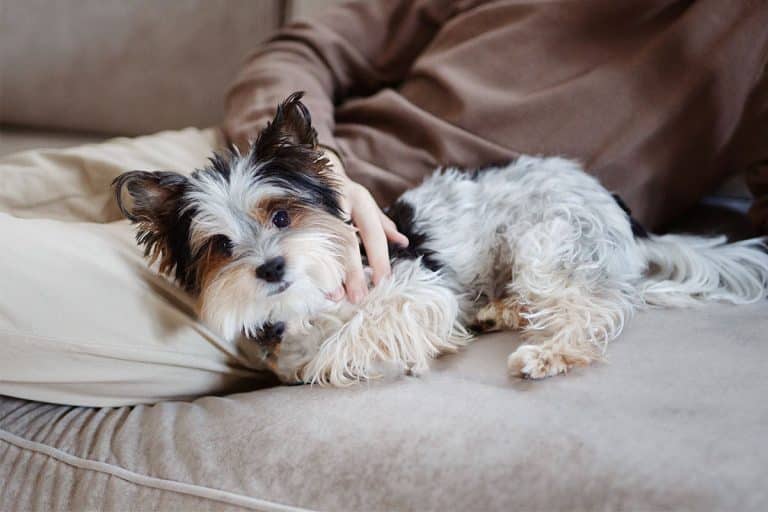 13 Snuggly Dog Breeds That Love Falling Asleep On You - iHeartDogs.com