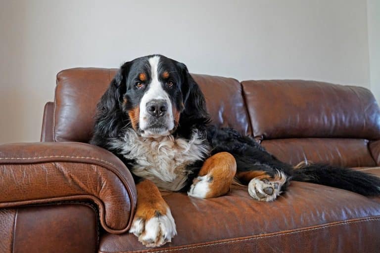 15 Loving Dog Breeds That Need Affection - iHeartDogs.com