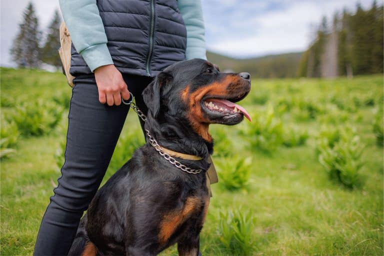 11 Faithful Dog Breeds That Stick With You Through Everything ...