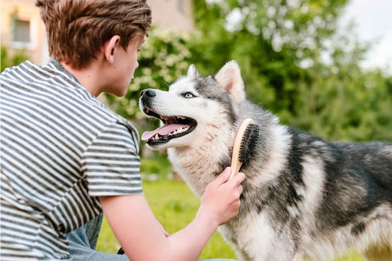 Have You Tried Living With These 15 Bold Dog Breeds? - iHeartDogs.com