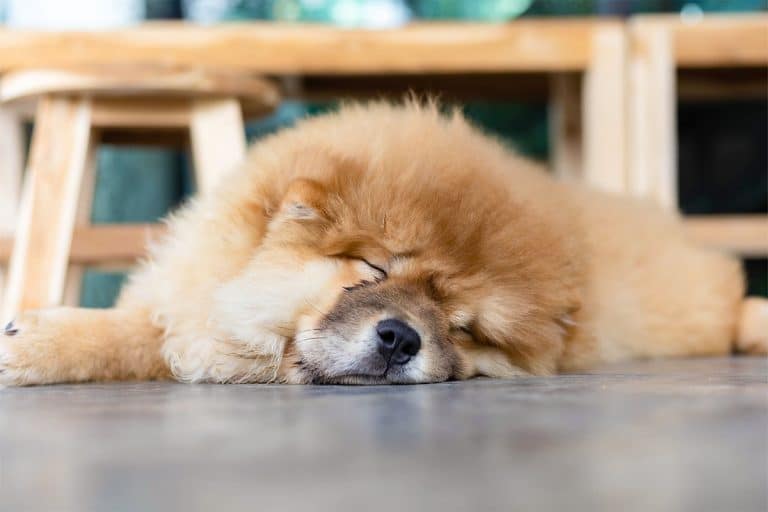 13 Lazy Dog Breeds With Sleep Schedules Like Teenagers - iHeartDogs.com