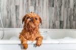 5 Best Deshedding Shampoos for Dogs - iHeartDogs.com
