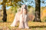 15 Sassy Dog Breeds That Have Major Attitude - iHeartDogs.com