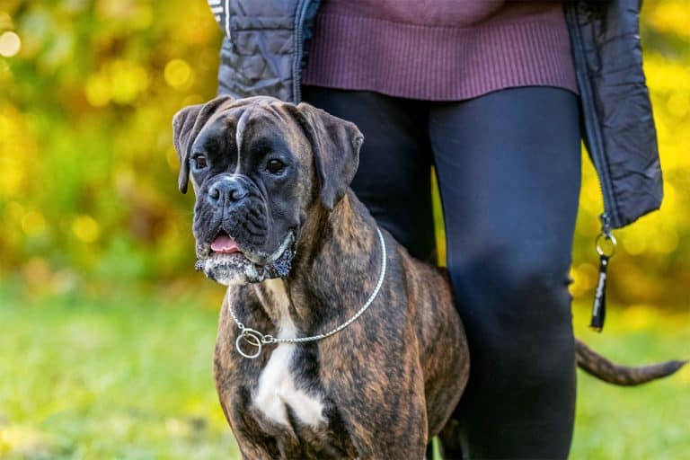 11 Faithful Dog Breeds That Stick With You Through Everything ...