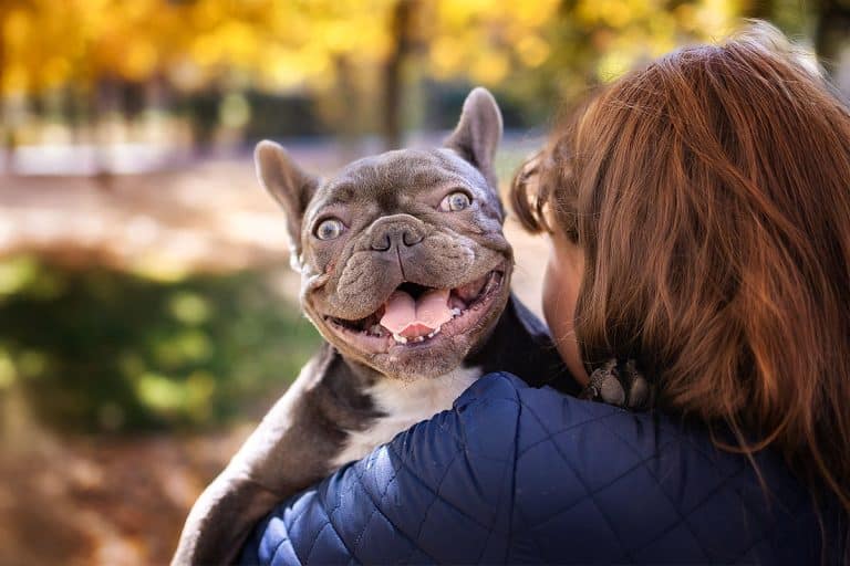 Top 13 Needy Dog Breeds You’ll Adore - iHeartDogs.com