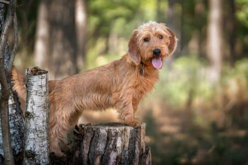 13 Floppy-Eared Dog Breeds You Can’t Ignore - iHeartDogs.com