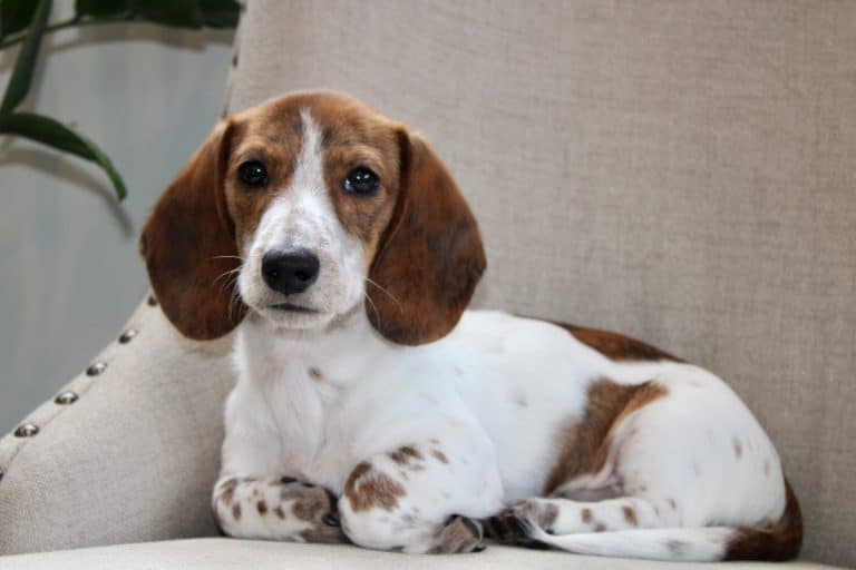 13 Spotted Dog Breeds That Always Stand Out - iHeartDogs.com