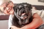 11 Fascinating Facts About Senior Dogs - iHeartDogs.com