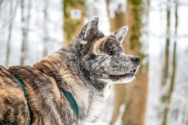 15 Fierce Canine Breeds That’ll Shock You With Devotion - We Love Dogs