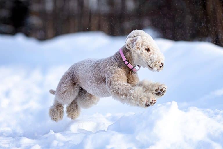13 Curly-Coated Dog Breeds That Look Like Walking Clouds - iHeartDogs.com