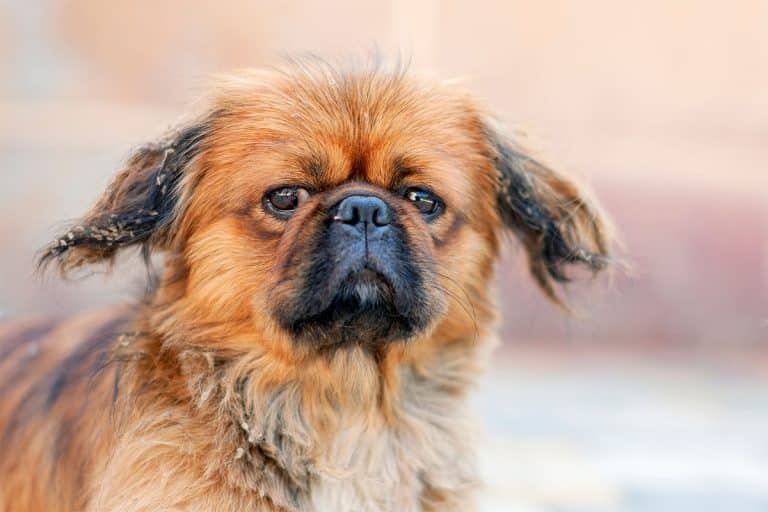 13 Sassy Dog Breeds Known for Side-Eye Mastery - iHeartDogs.com
