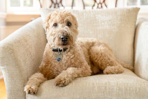 13 Low-Shedding Dog Breeds For Clean Homes - iHeartDogs.com