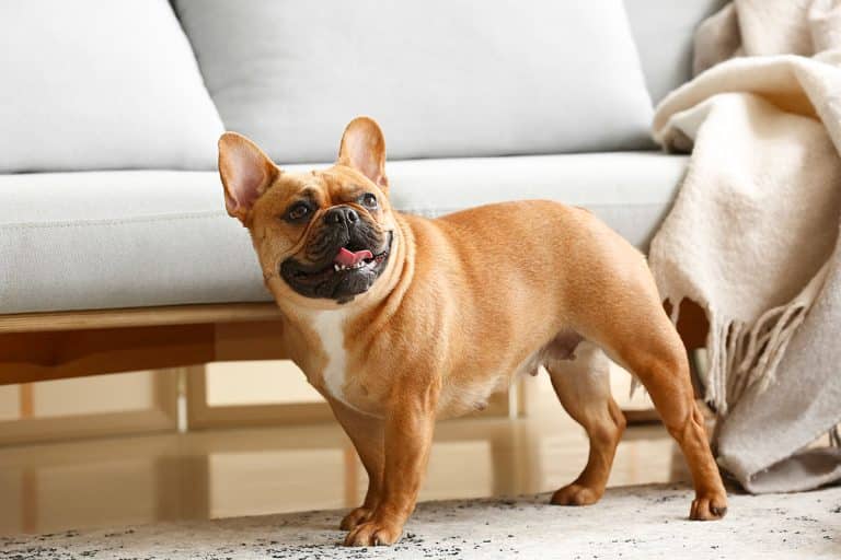 13 Fun Dog Breeds That Will Entertain You Nonstop - iHeartDogs.com