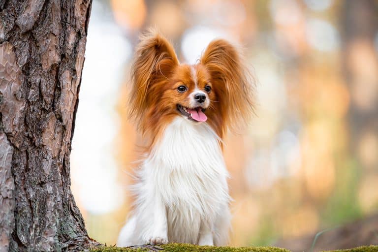 15 Dog Breeds With Fluffy Ears You’ll Want to Touch - iHeartDogs.com